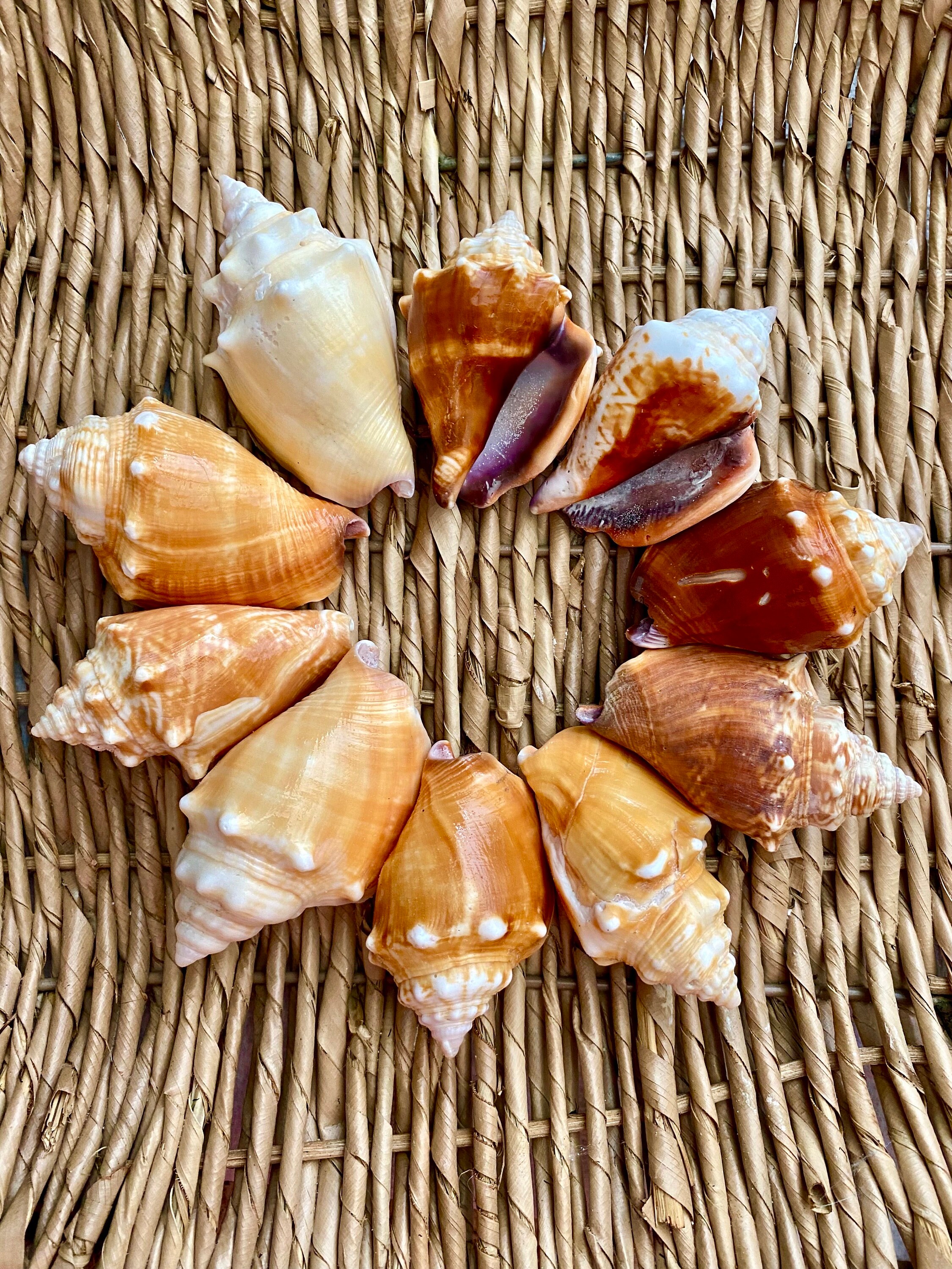 10 Florida Fighting Conch Shells, Sea Shells, Florida Sea Shells ...