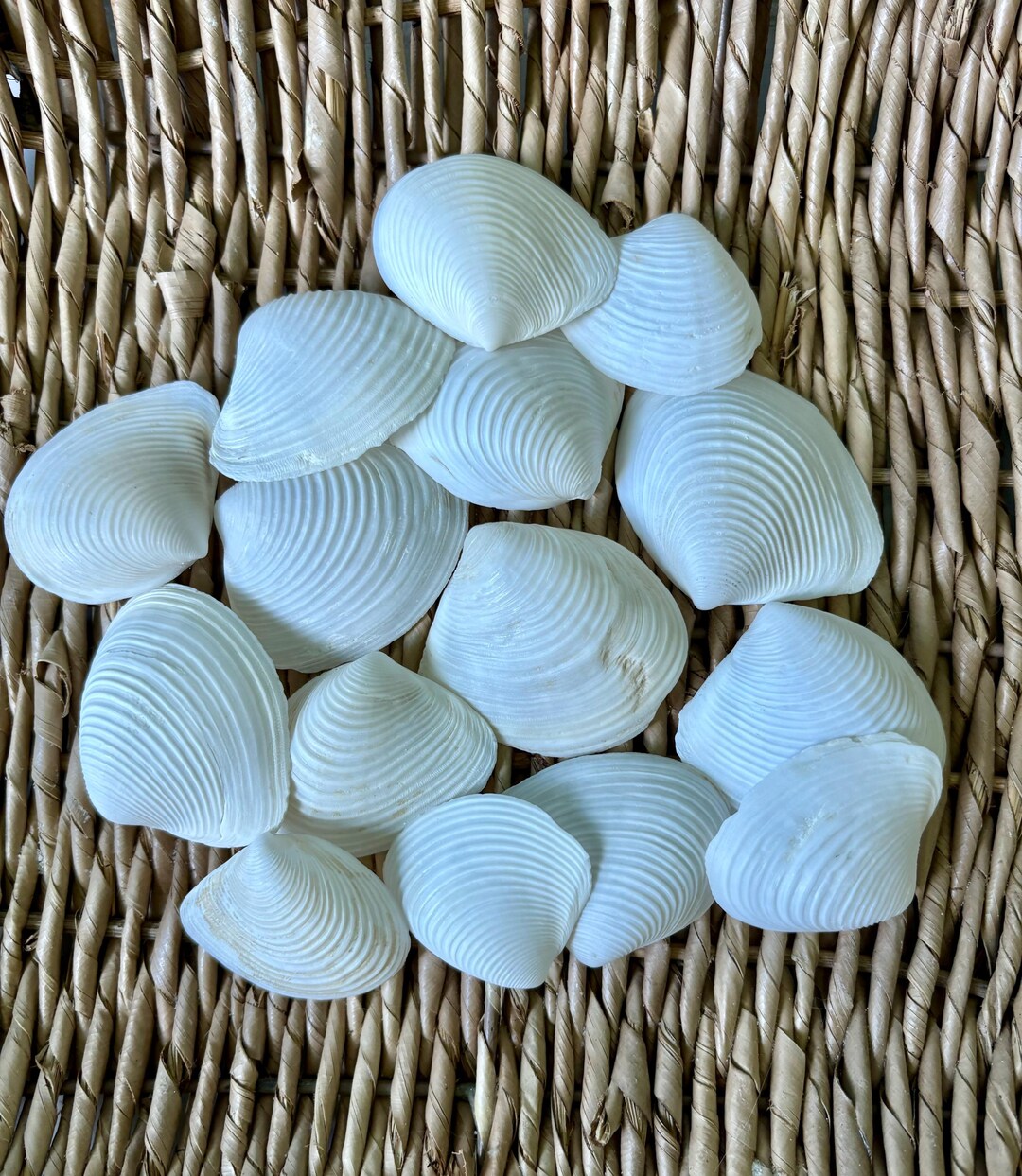 15 Channeled Duckclam Shells, Sea Shells, Florida Sea Shells, Sanibel ...