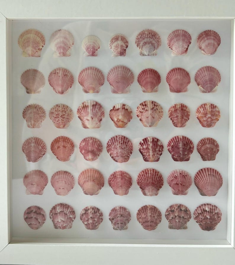 Framed Scallop Shell Art, Shell Art, Sea Shell Art, Sanibel Sea Shell ...