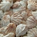 25+ Kitten Paw Shells, Sea Shells, Sanibel Sea Shells, Florida Sea ...