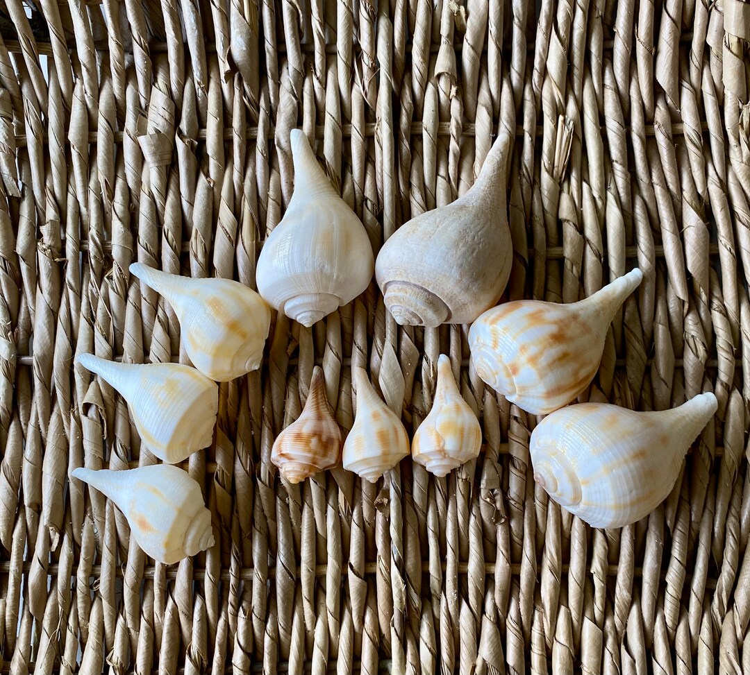 10 Pear Whelk Shells, Sanibel Seashells, Florida Seashells - Etsy