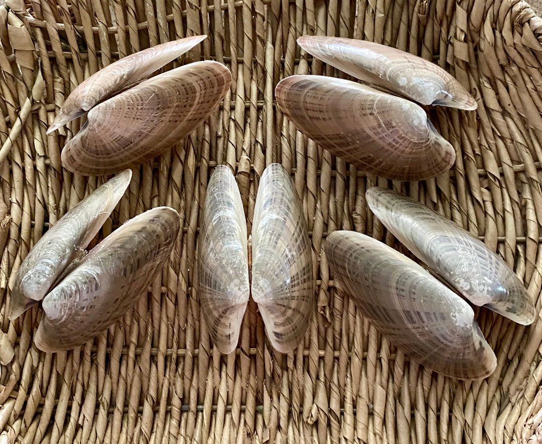 5 Sunray Venus Clam Shell Pairs, Sanibel Shells - Etsy