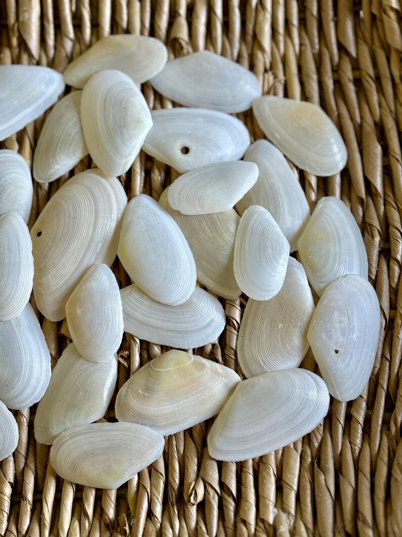 30 Alternate Tellin Shells, Tellin Shells, Sanibel Shells, Florida ...