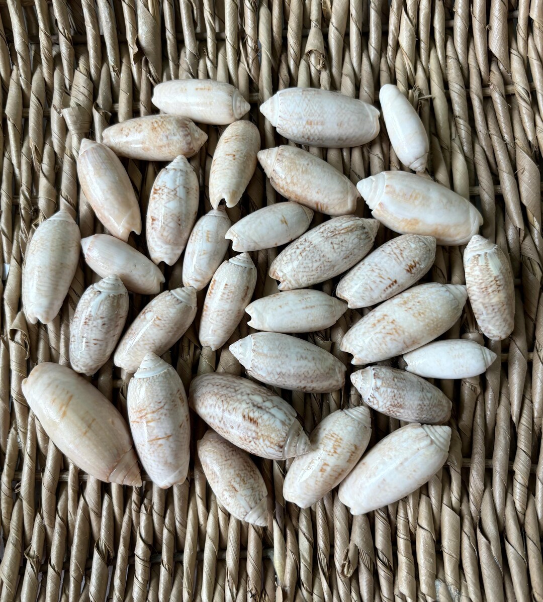 30 Lettered Olive Shells, Sea Shells, Florida Sea Shells, Sanibel Sea ...