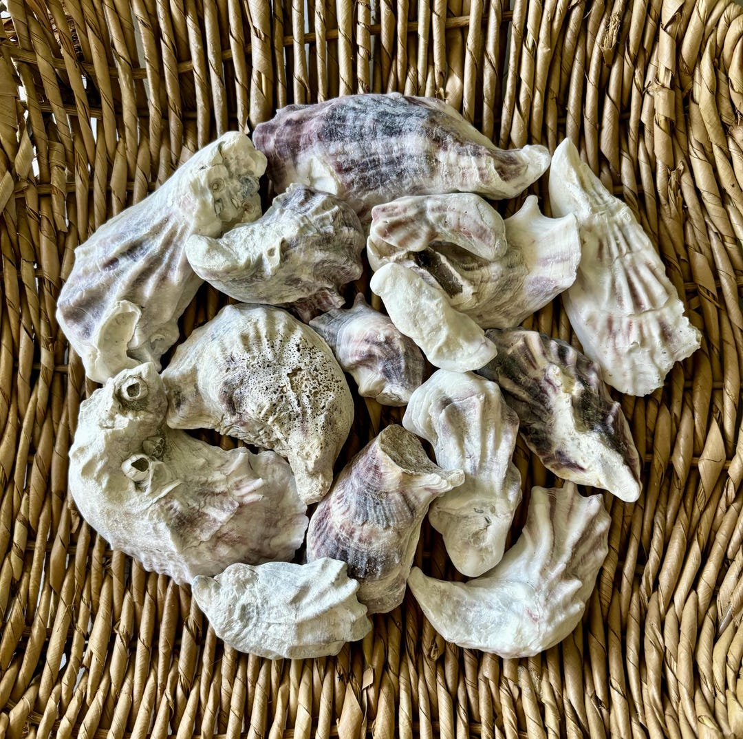 15 Oyster Shells, Sea Shells, Florida Sea Shells, Sanibel Sea Shells ...
