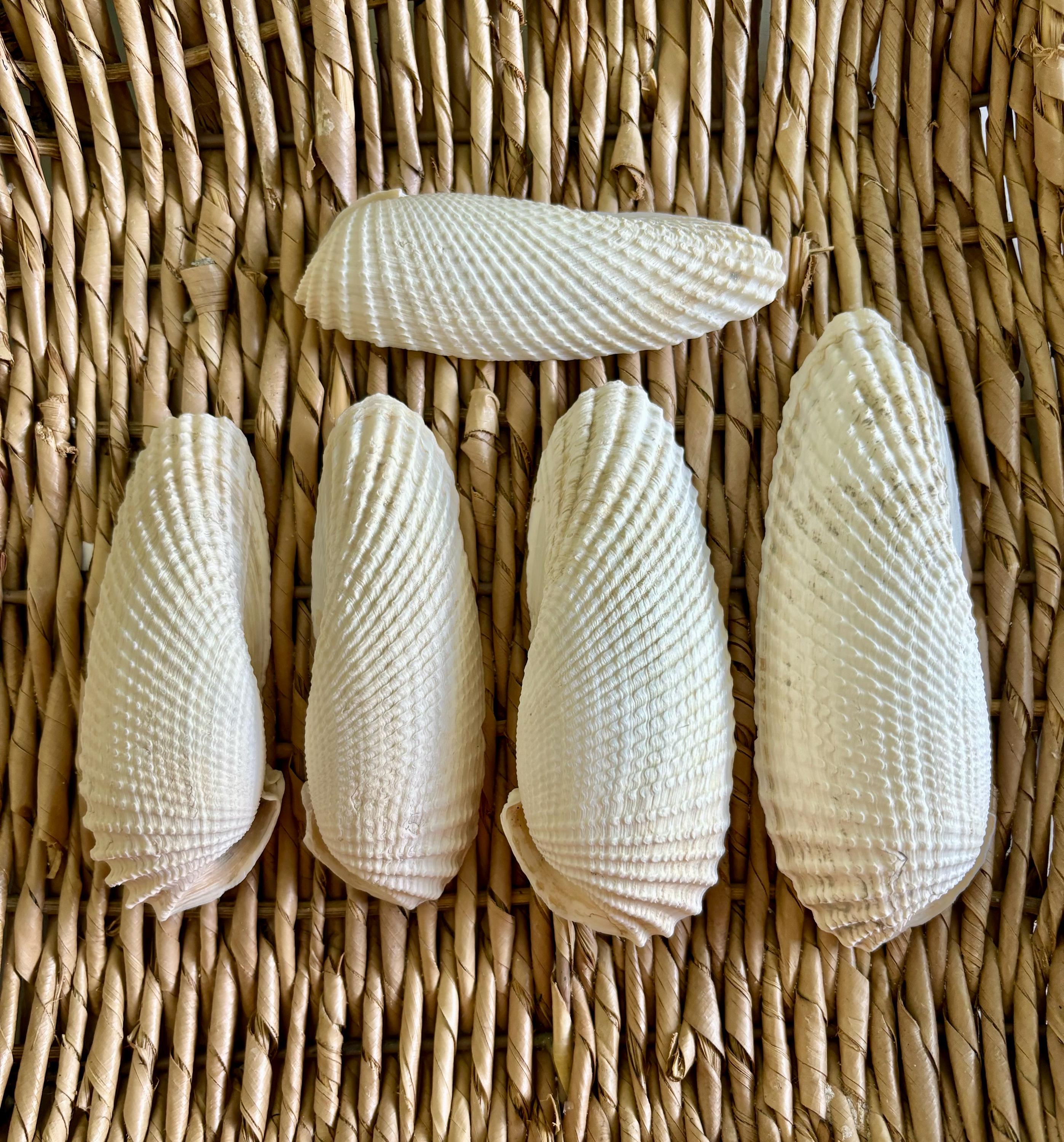 5 Angel Wing Shells, Sanibel Shells, Florida Shells, Craft Shells - Etsy