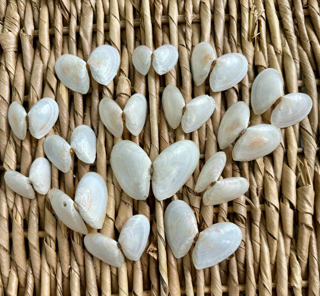 15 Tampa Tellin Shell Pairs, Tellin Shells, Sanibel Shells, Florida ...