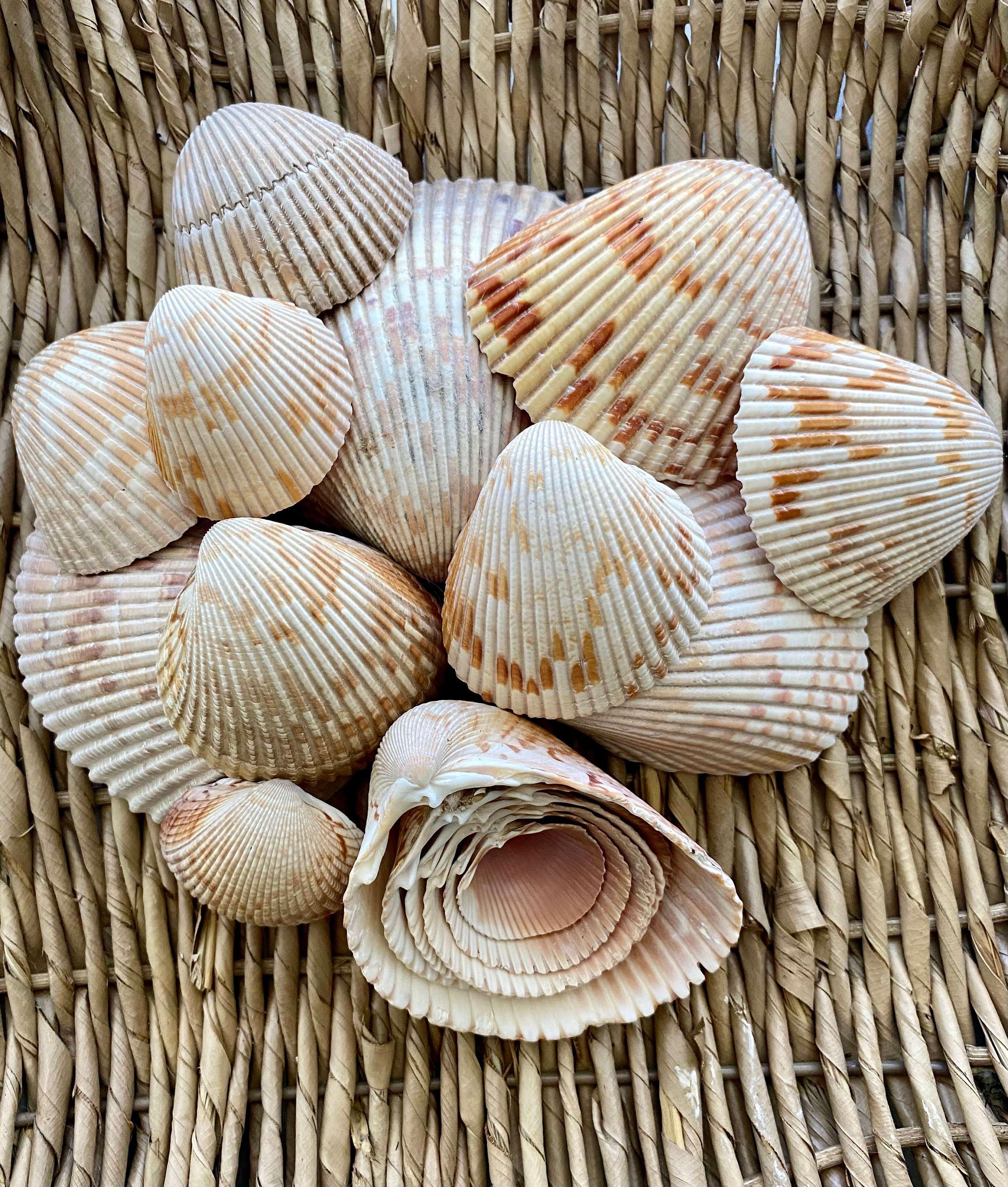 10 Cockle Sea Shells Florida Cockle Sea Shells Sea Shells - Etsy