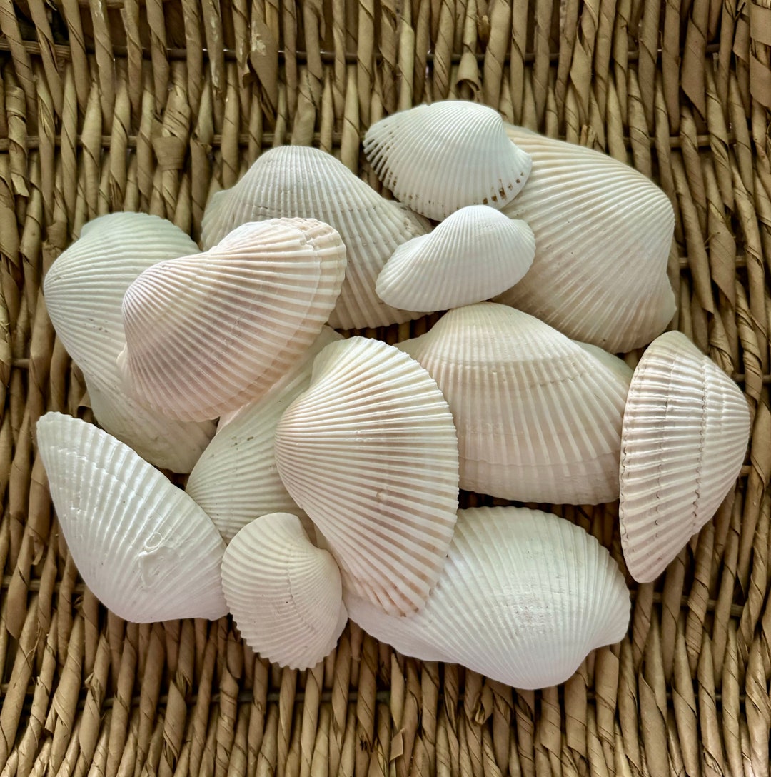 Ark Shells, Sea Shells, Florida Sea Shells, Sanibel Sea Shells - Etsy