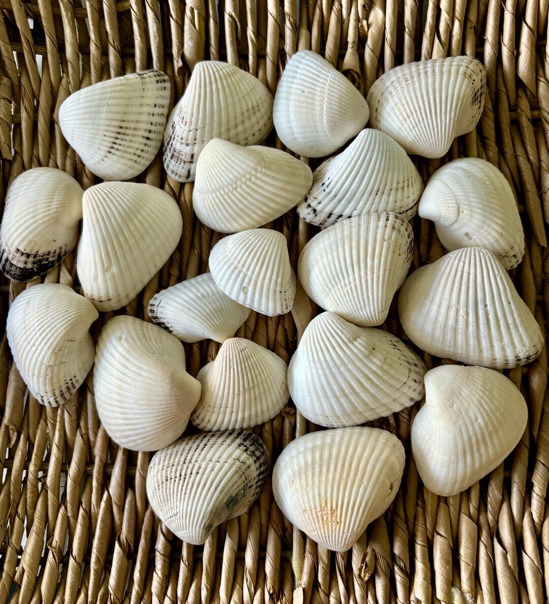 20 Ark Shells, Sea Shells, Florida Sea Shells, Sanibel Sea Shells ...