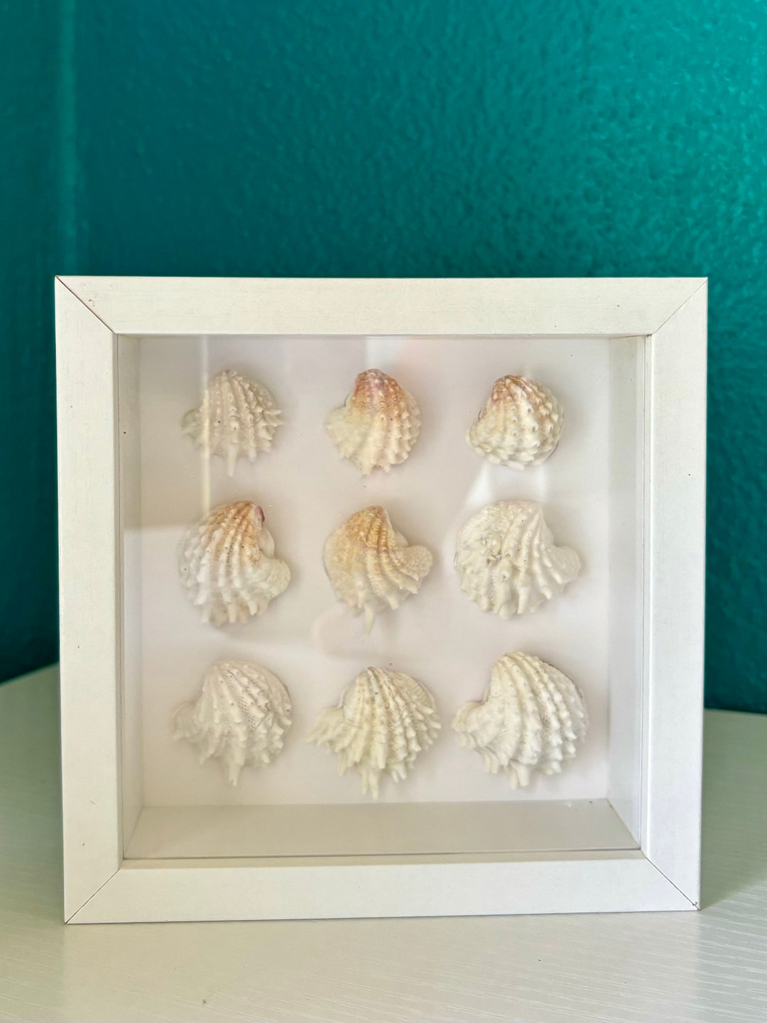 Framed Spiny Jewel Box Shells, Sanibel Seashells, Florida Seashells - Etsy