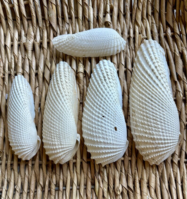 5 Angel Wing Shells, Sanibel Shells, Florida Shells, Craft Shells - Etsy