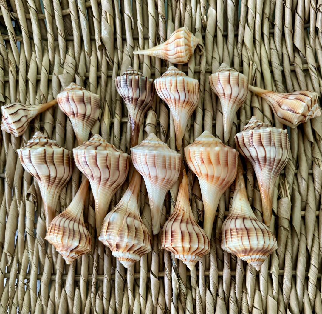 16 Assorted Lightning Whelk Shells, Sea Shells, Florida Sea Shells ...