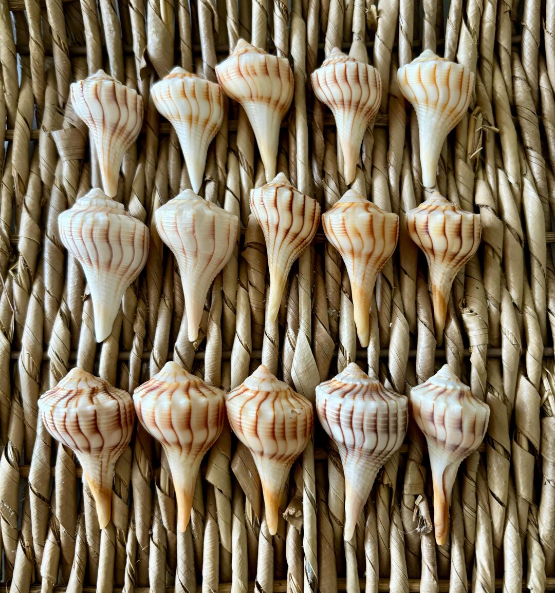 15, 1.5 2 Inch Lightning Whelk Shells, Sea Shells, Florida Sea Shells ...