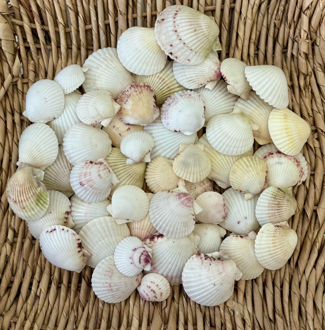 50 White Scallop Shells, Sanibel Scallop Shells, Florida Scallop Shells ...