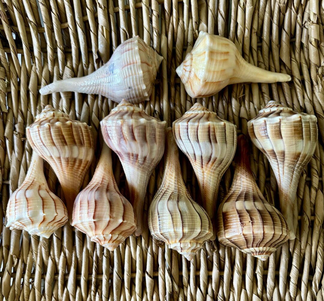 10, 3 3.75 Inch Lightning Whelk Shells, Sea Shells, Florida Sea Shells ...