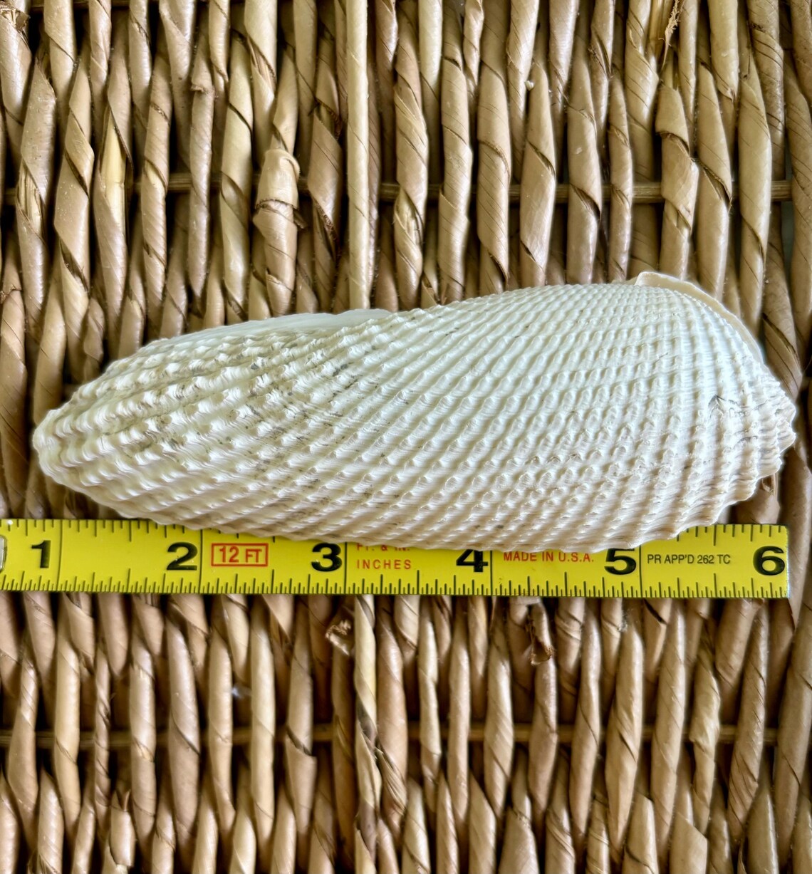 5 Angel Wing Shells, Sanibel Shells, Florida Shells, Craft Shells - Etsy