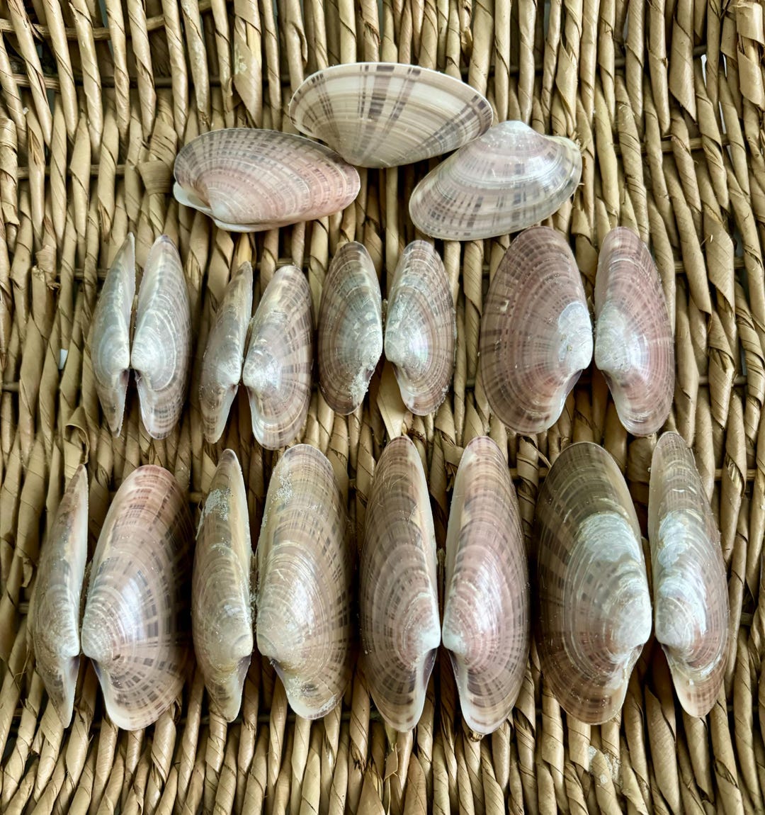 11 Small Sunray Venus Clam Shells, Sanibel Shells, Florida Shells ...