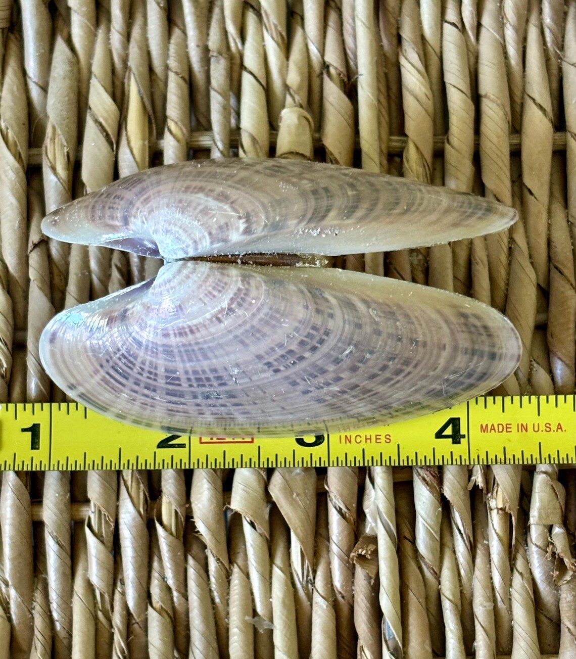 5 Sunray Venus Clam Shell Pairs, Sanibel Shells, Florida Shells, Craft ...