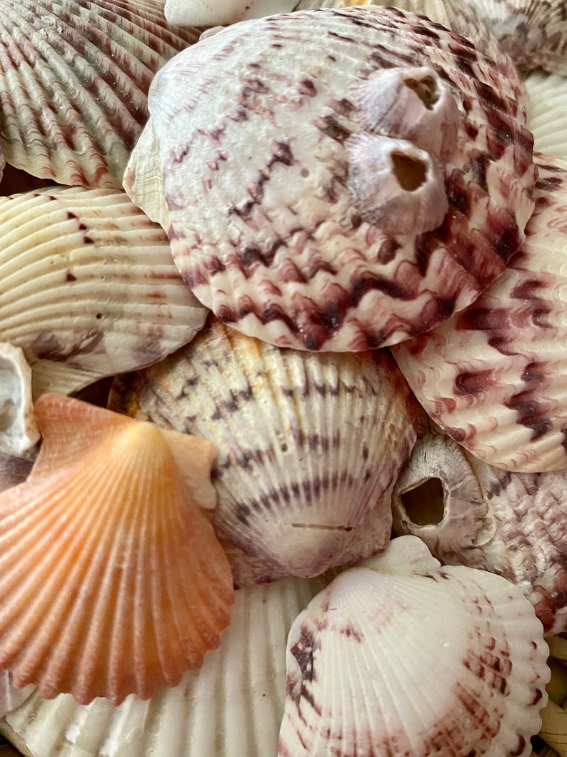 25 Scallop Sea Shells Florida Scallops Sanibel Scallop - Etsy