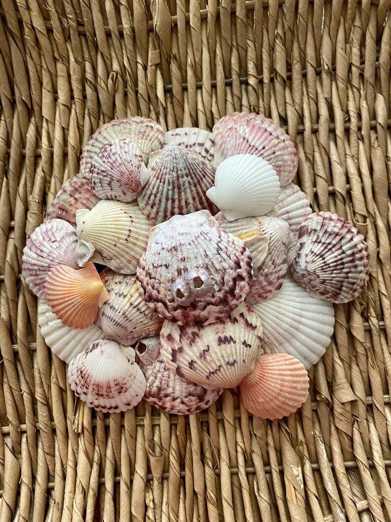 25 Scallop Sea Shells Florida Scallops Sanibel Scallop - Etsy