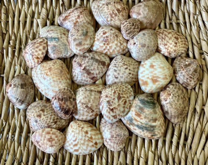 15 Channeled Duckclam Shells, Sea Shells, Florida Sea Shells, Sanibel ...