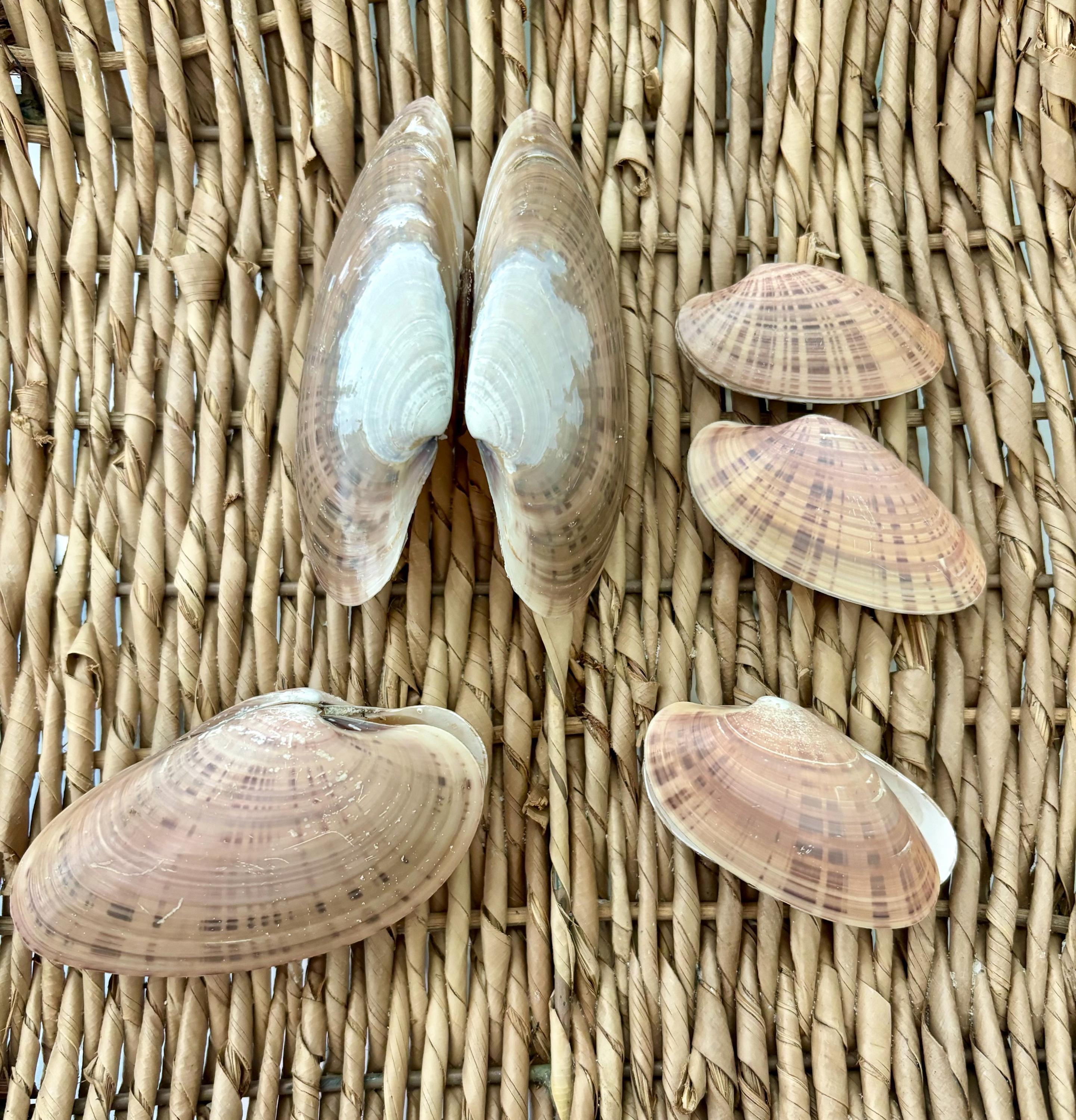 5 Sunray Venus Clam Shell Pairs, Sanibel Shells, Florida Shells, Craft ...