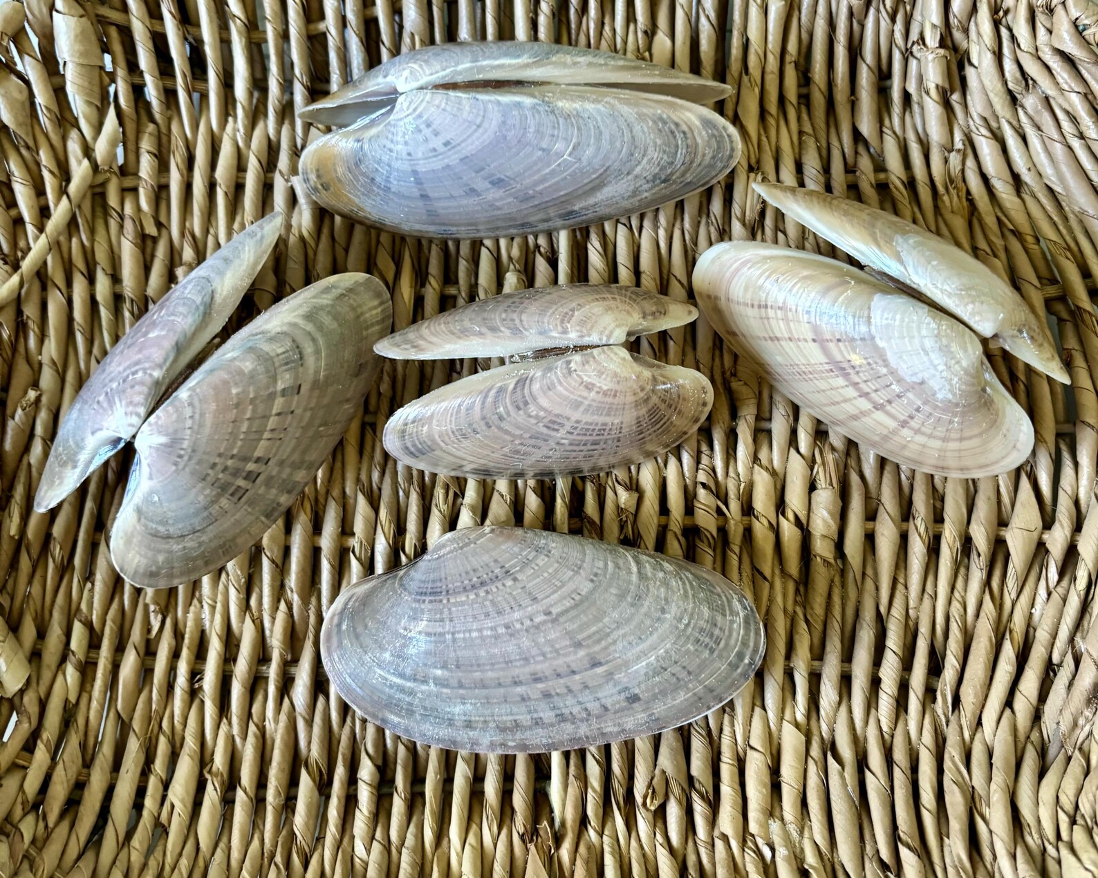 5 Sunray Venus Clam Shell Pairs, Sanibel Shells, Florida Shells, Craft ...
