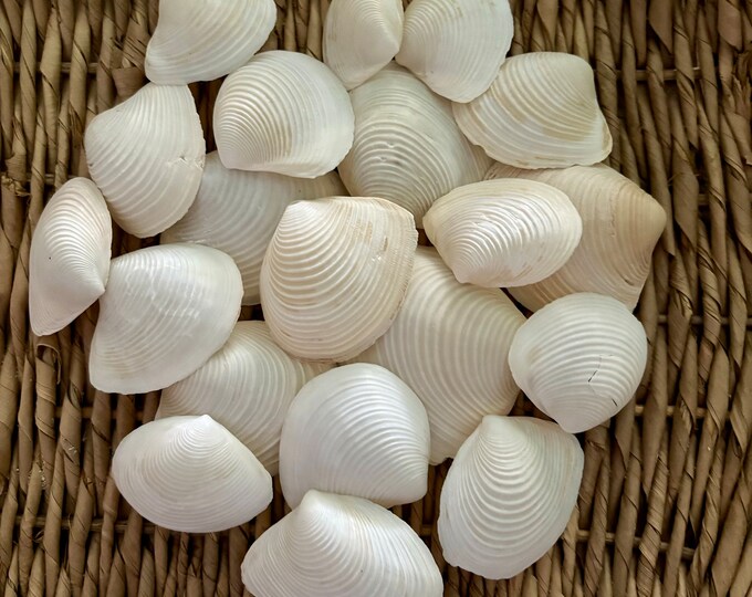 20 Channeled Duckclam Shells, Sea Shells, Florida Sea Shells, Sanibel ...