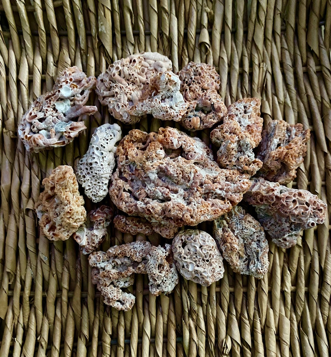 Worm Shell Colony Rock Worm Rock Sanibel Seashells Florida - Etsy