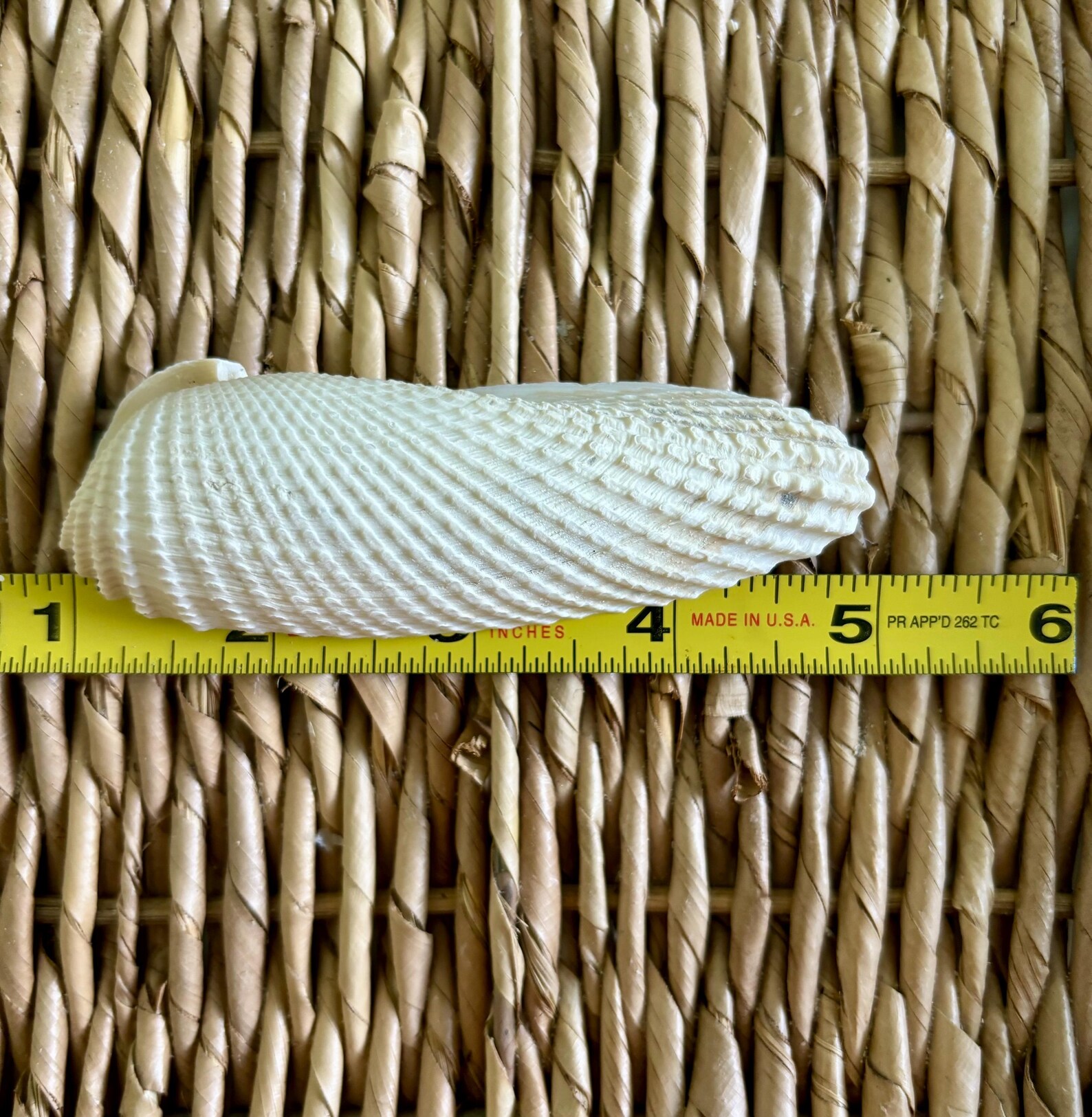 5 Angel Wing Shells, Sanibel Shells, Florida Shells, Craft Shells - Etsy