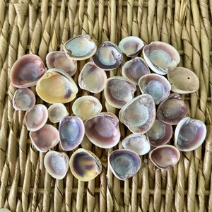 25+ Cross-barred Venus Shells, Sea Shells, Sanibel Sea Shells, Florida ...