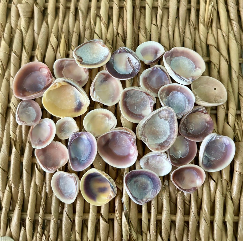 25+ Cross-barred Venus Shells, Sea Shells, Sanibel Sea Shells, Florida ...