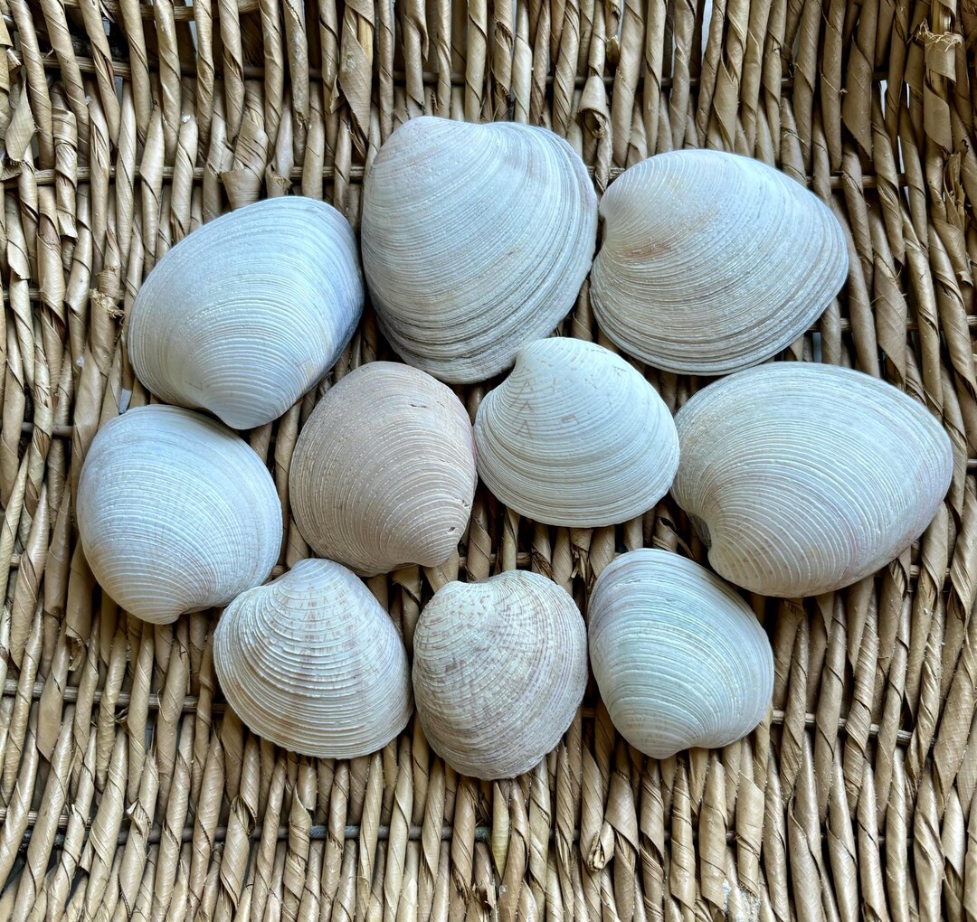 10 Quahog Clam Shells, Sea Shells, Florida Sea Shells, Sanibel Sea ...