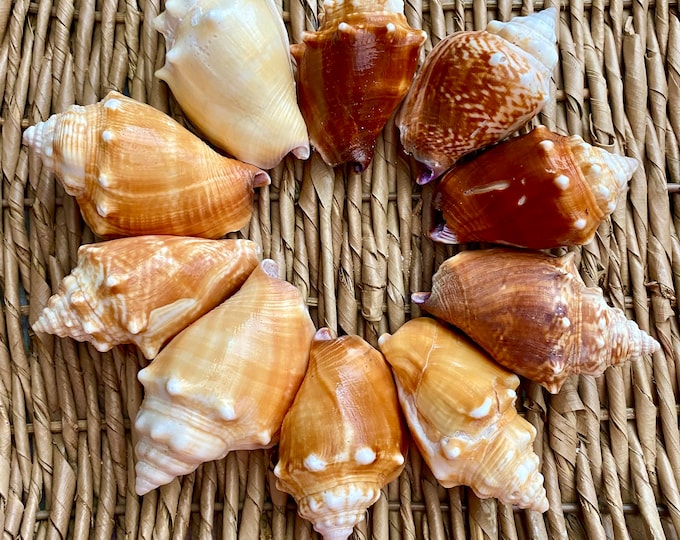 10 Florida Fighting Conch Shells, Sea Shells, Florida Sea Shells ...