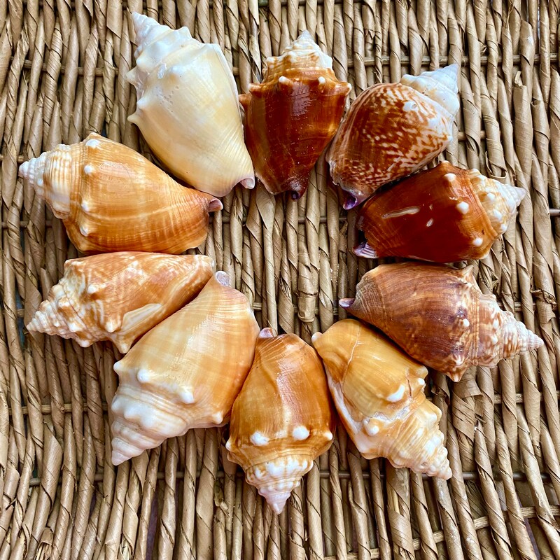 Shells for Sale - Etsy
