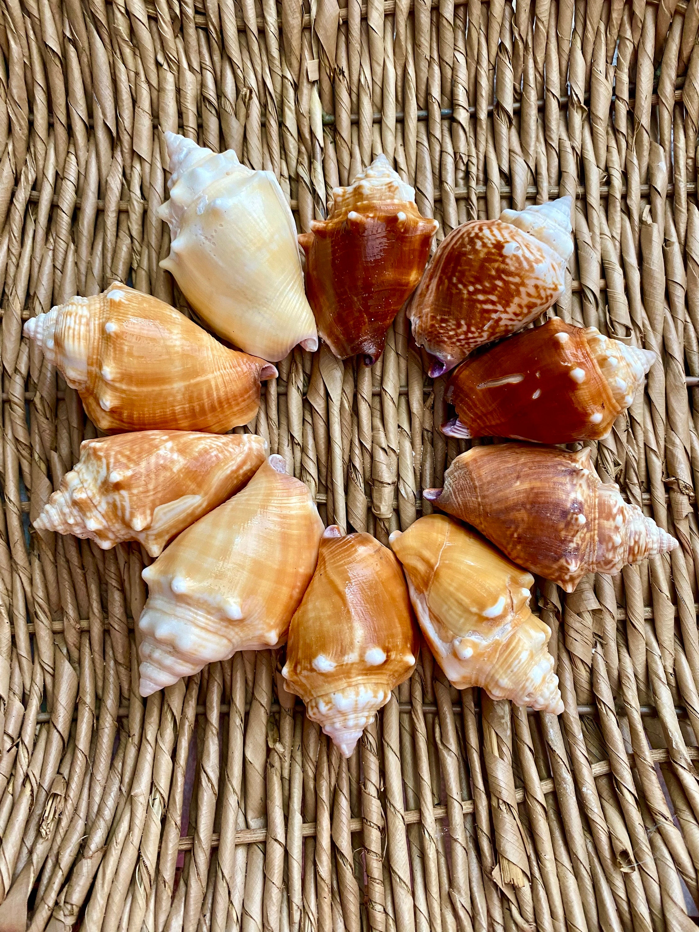 10 Florida Fighting Conch Shells, Sea Shells, Florida Sea Shells ...
