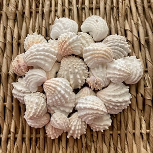 Spiny Jewel Box Sea Shells, Jewel Box Shells, Sanibel Sea Shells ...