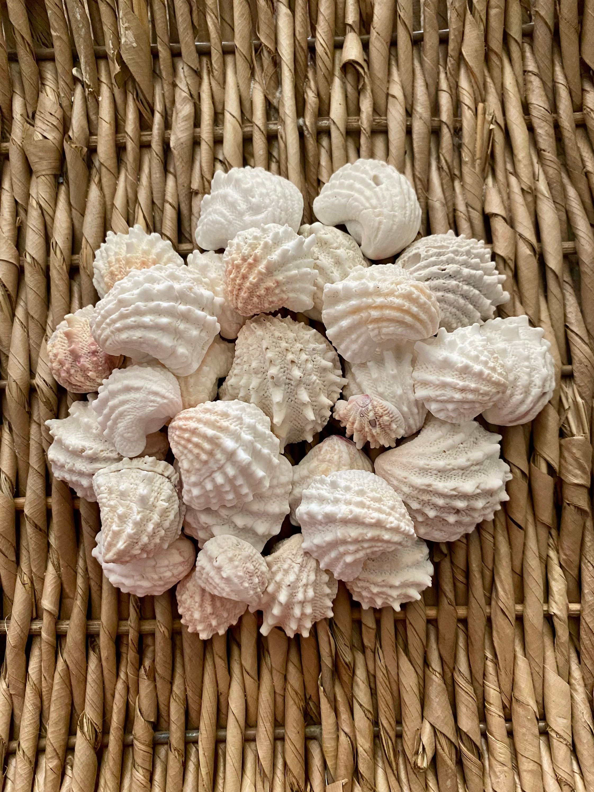 25 Spiny Jewel Box Sea Shells, Jewel Box Shells, Sanibel Sea Shells ...
