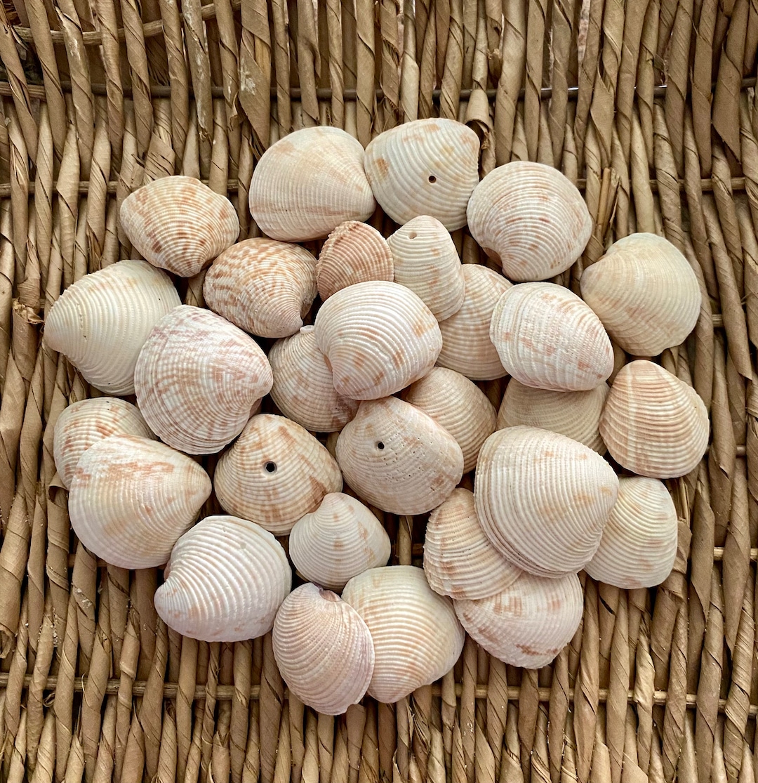 30 Lady-in-waiting Venus Clam Shells, Sea Shells, Sanibel Sea Shells ...