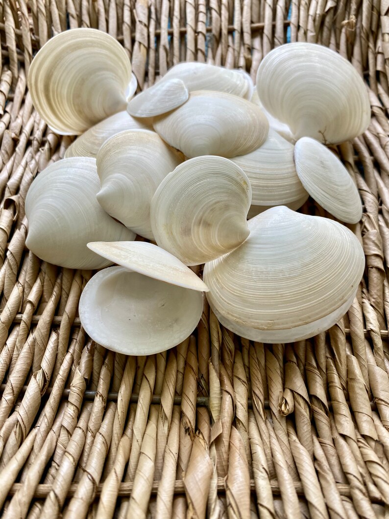 10 Disc Dosinia Shells, Sanibel Island Shells - Etsy