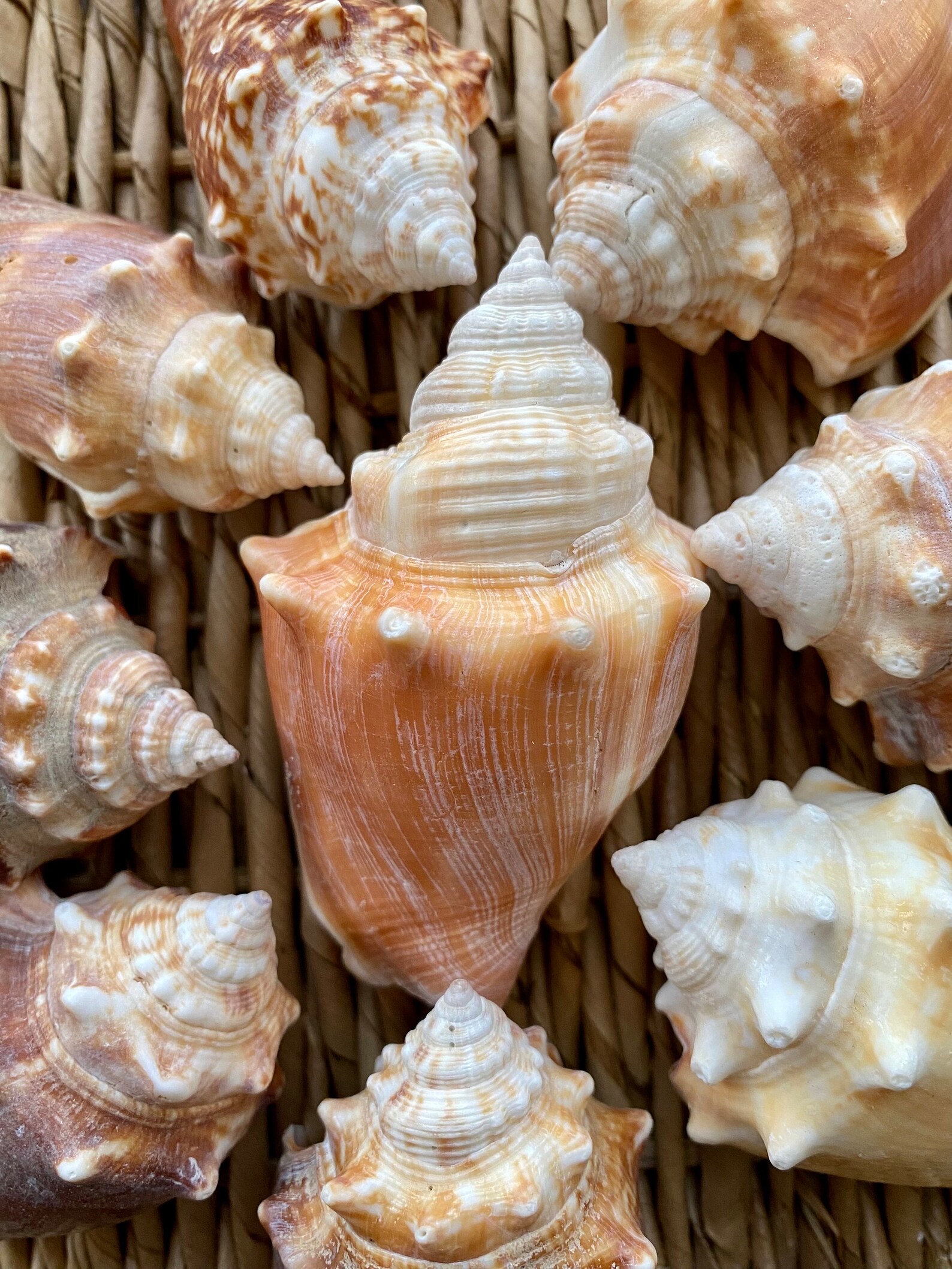 10 Florida Fighting Conch Shells Sea Shells Florida Sea - Etsy