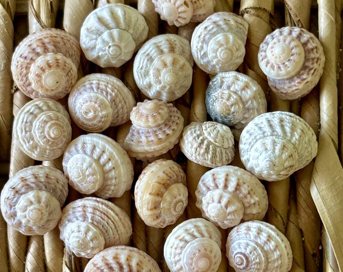 20 Button Snail Shells, Sanibel Shells, Florida Sea Shells, Craft ...
