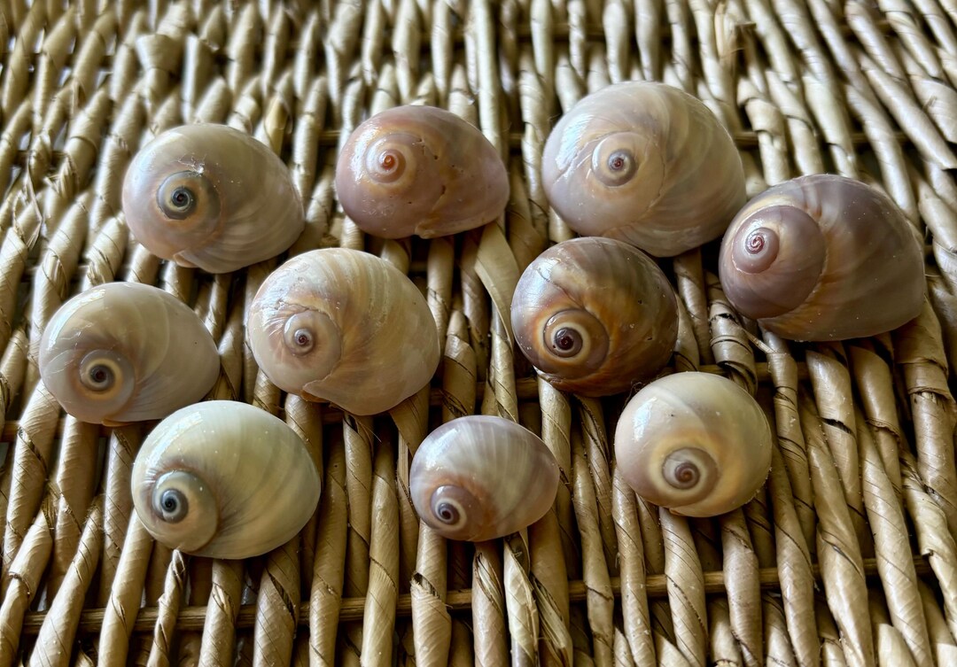 10 Shark Eye Shells, Sea Shells, Florida Sea Shells, Sanibel Sea Shells ...