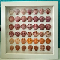Shell Art - Etsy