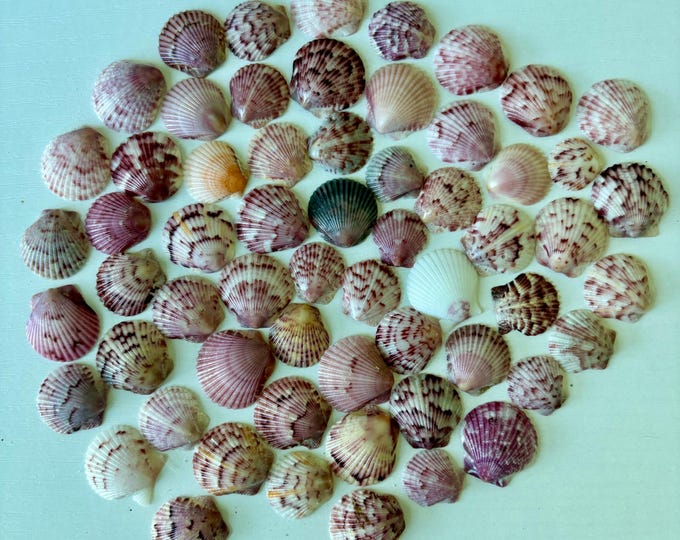 60 3/4 Inch Scallop Shells, Sanibel Scallop Shells, Florida Scallop ...