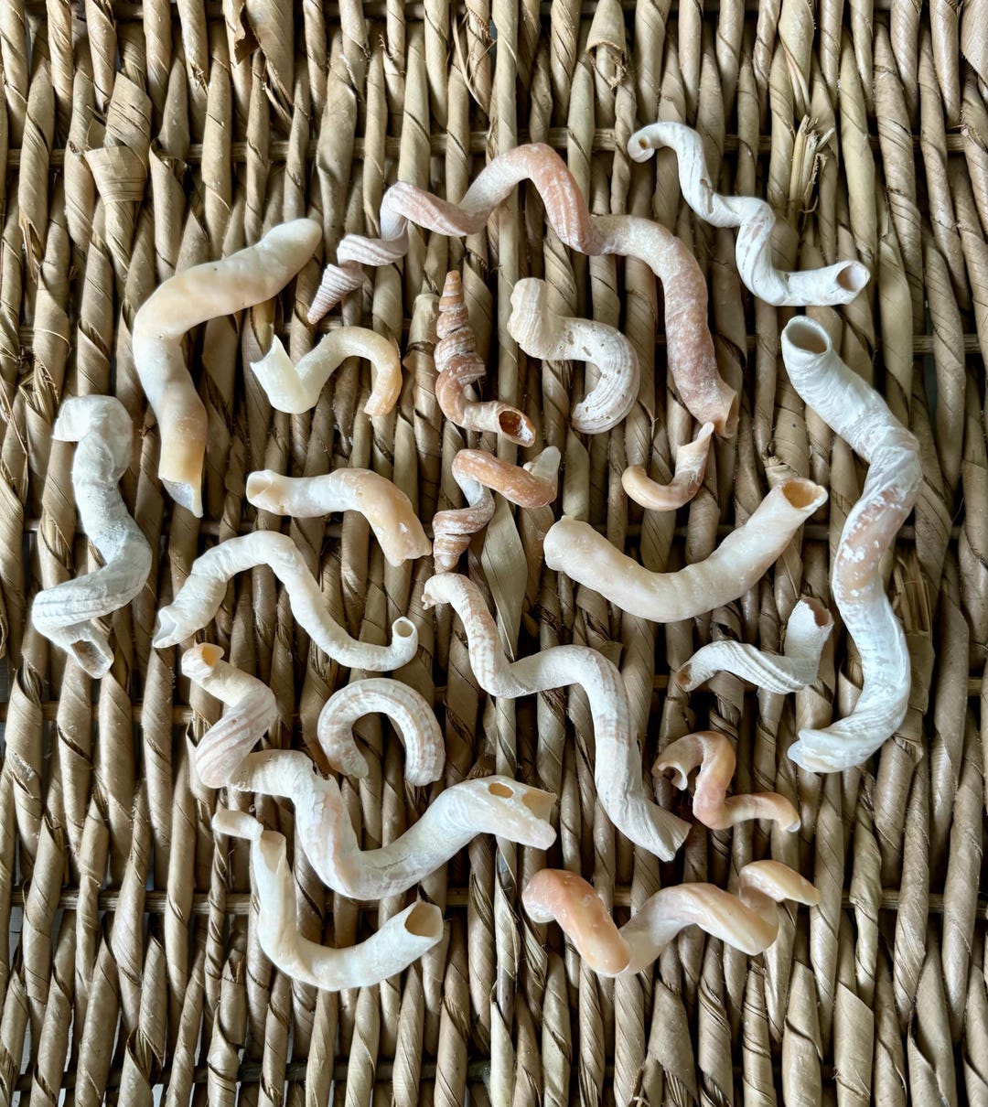 20 Worm Shells, Sea Shells, Florida Sea Shells, Sanibel Sea Shells ...