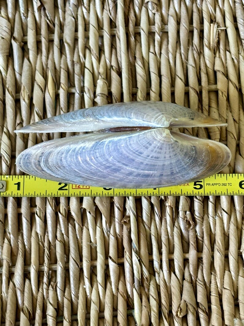 5 Sunray Venus Clam Shell Pairs, Sanibel Shells, Florida Shells, Craft ...