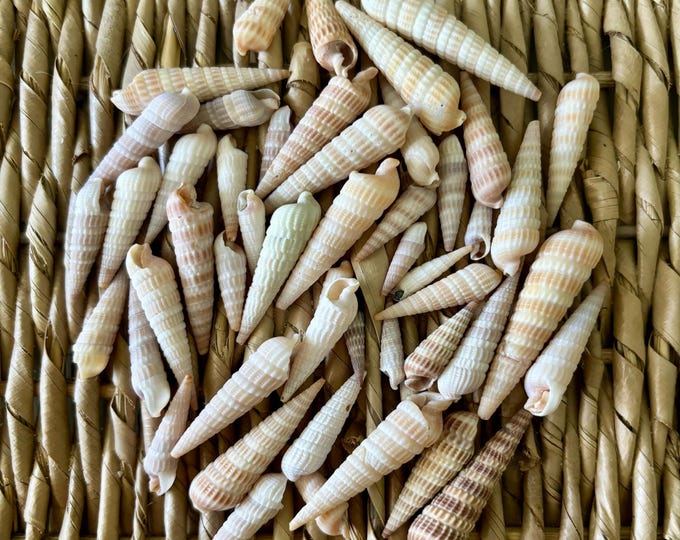 50 Auger Shells, Sea Shells, Sanibel Sea Shells, Florida Sea Shells - Etsy