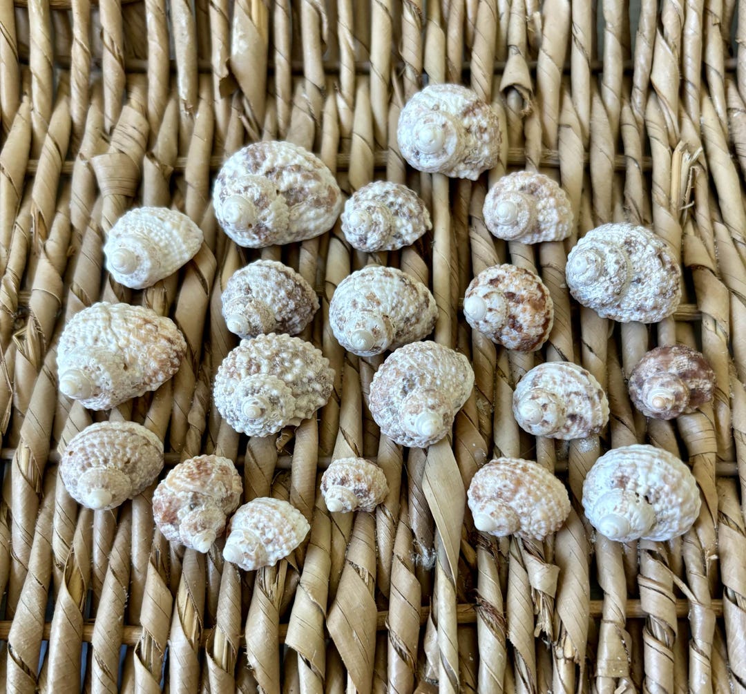 20 Chestnut Turban Shells, Turban Shells, Sanibel Shells, Florida ...